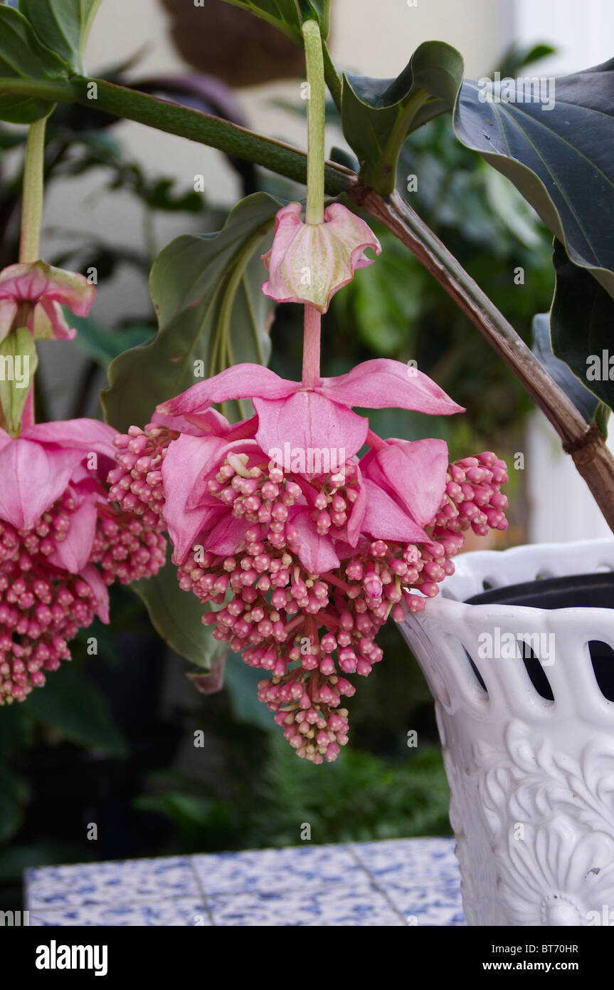 Close up picture of flowering Medinilla magnifica Stock Photo - Alamy