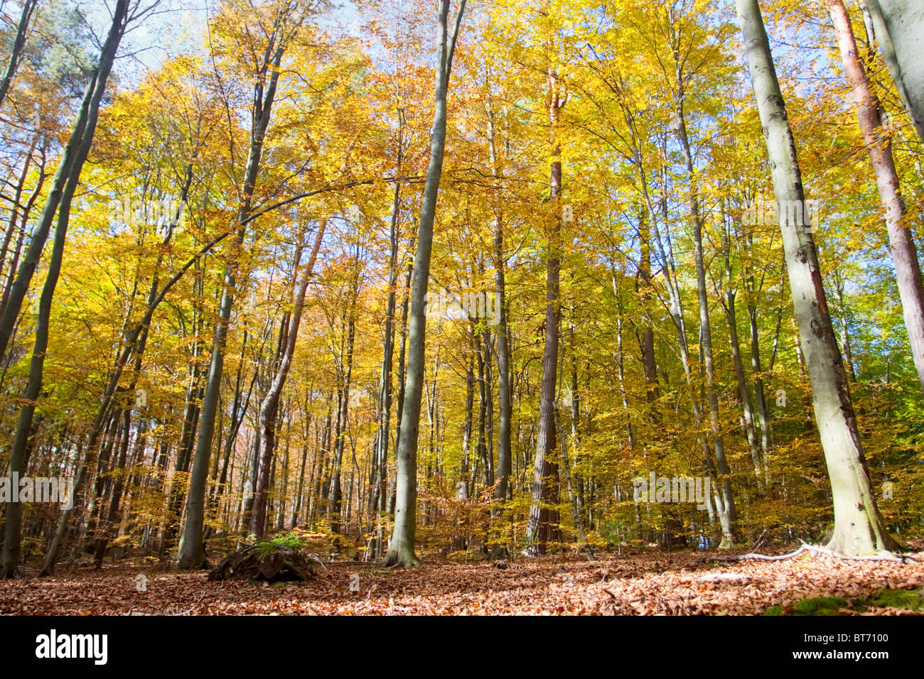 Beautiful autumnal forest in a warm day Stock Photo - Alamy