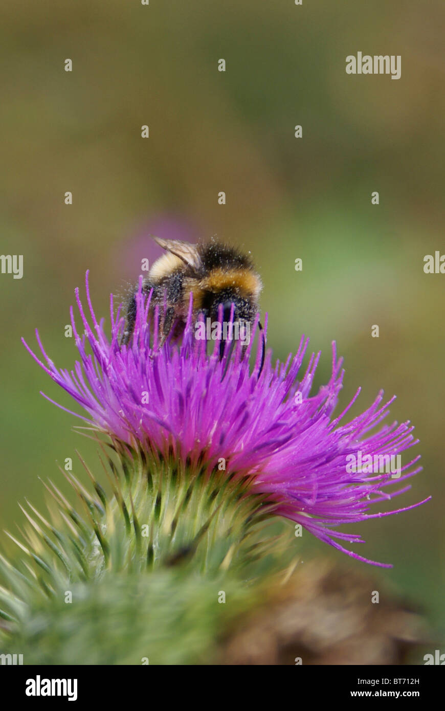 Bumblebee leg hi-res stock photography and images - Alamy