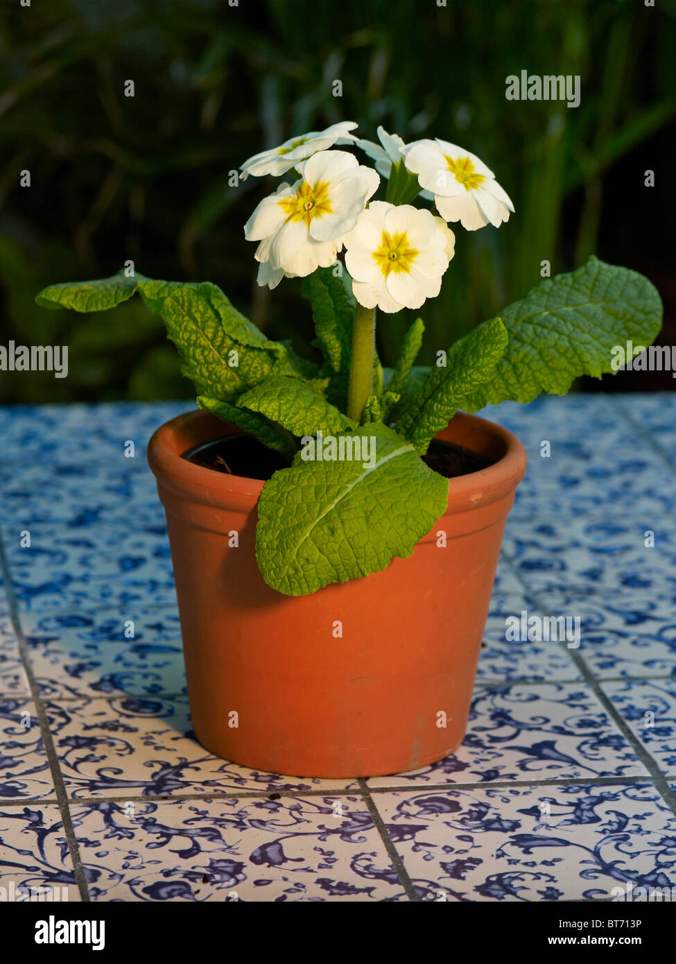 Flowering potted Primula Polyanthus Group in a garden conservatory ...