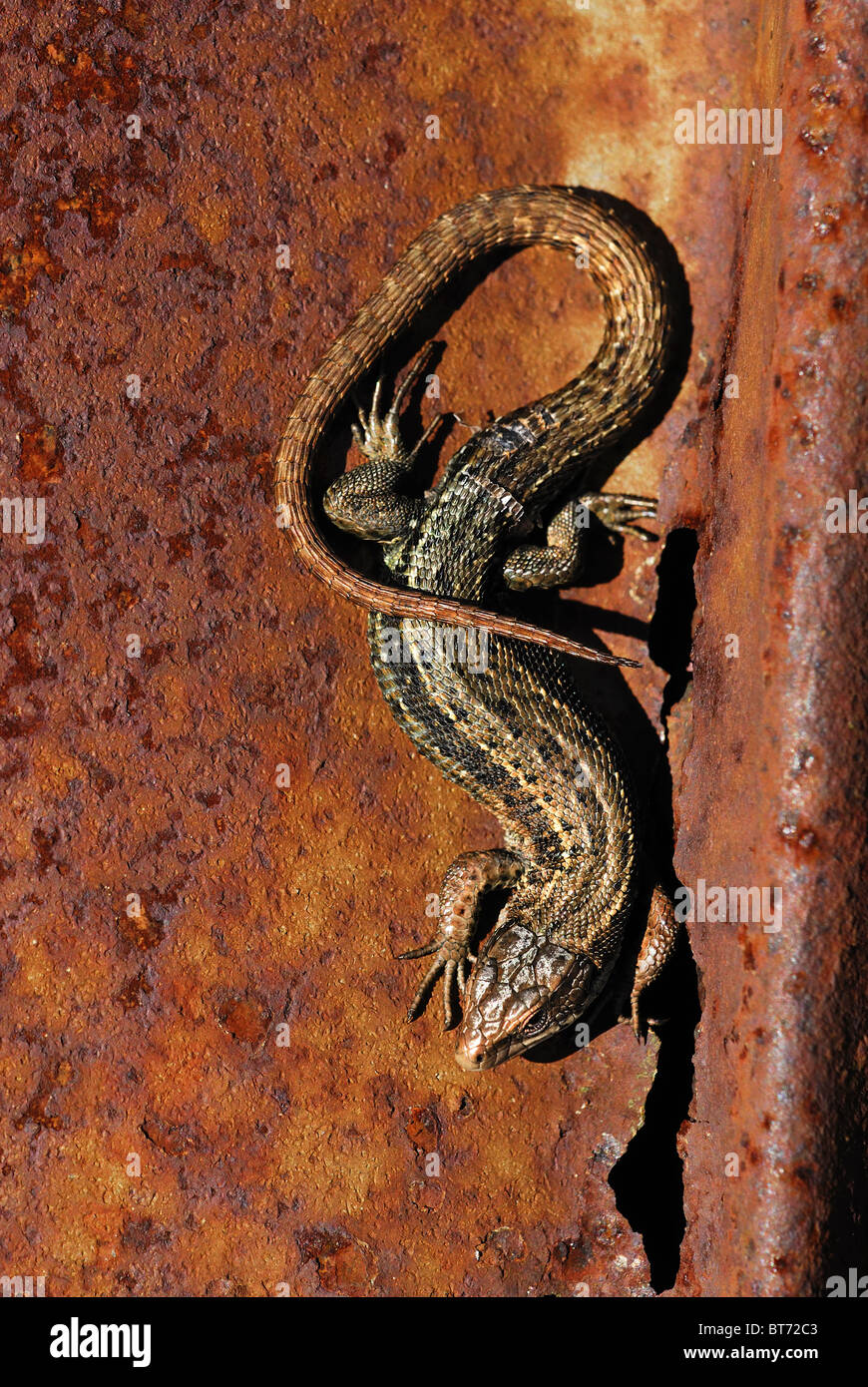 Common lizard basking on a rusty tin drum on a Dorset heathland Dorset ...