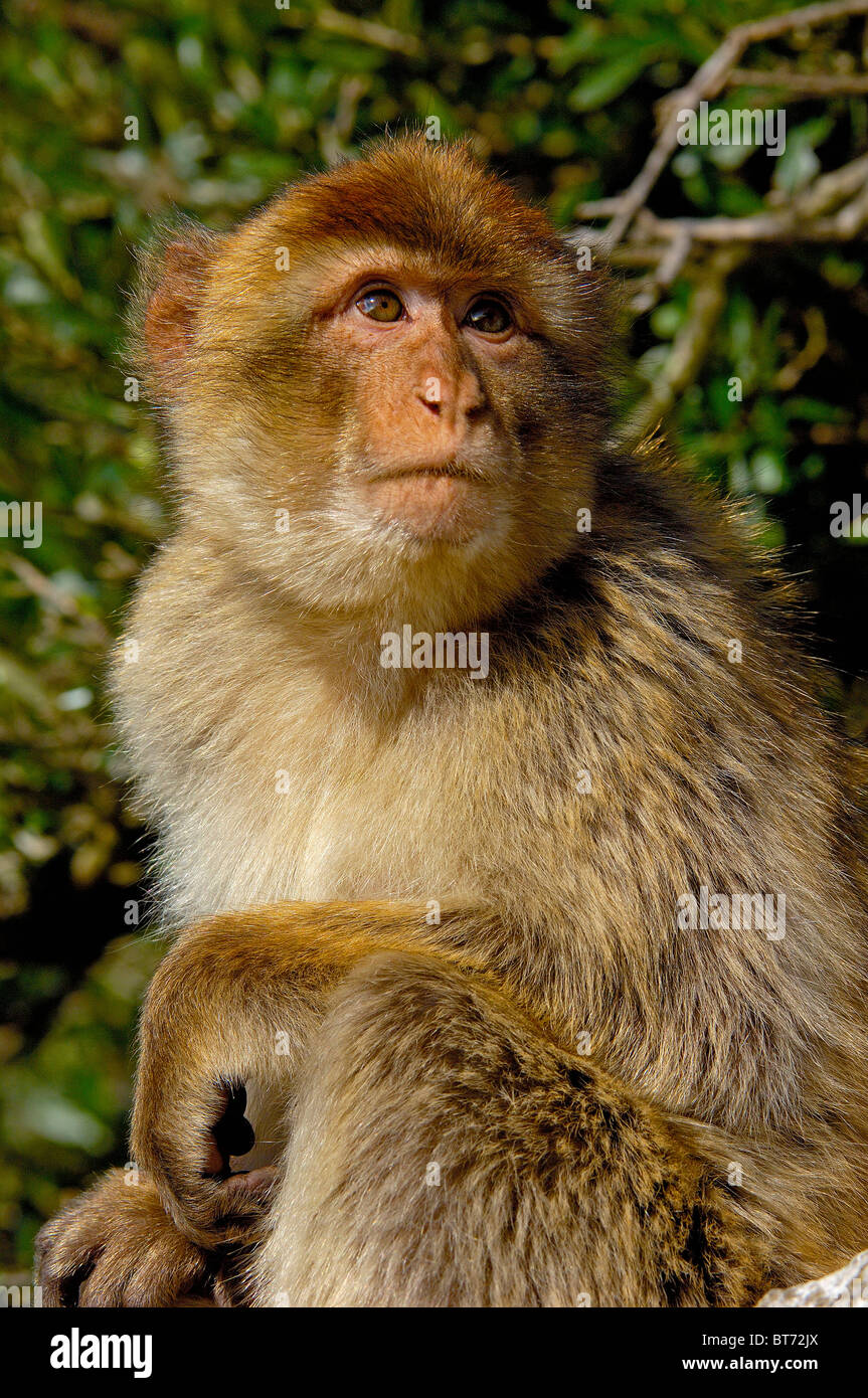 Barbary Macaque (Macaca sylvanus). Gibraltar, UK Stock Photo - Alamy