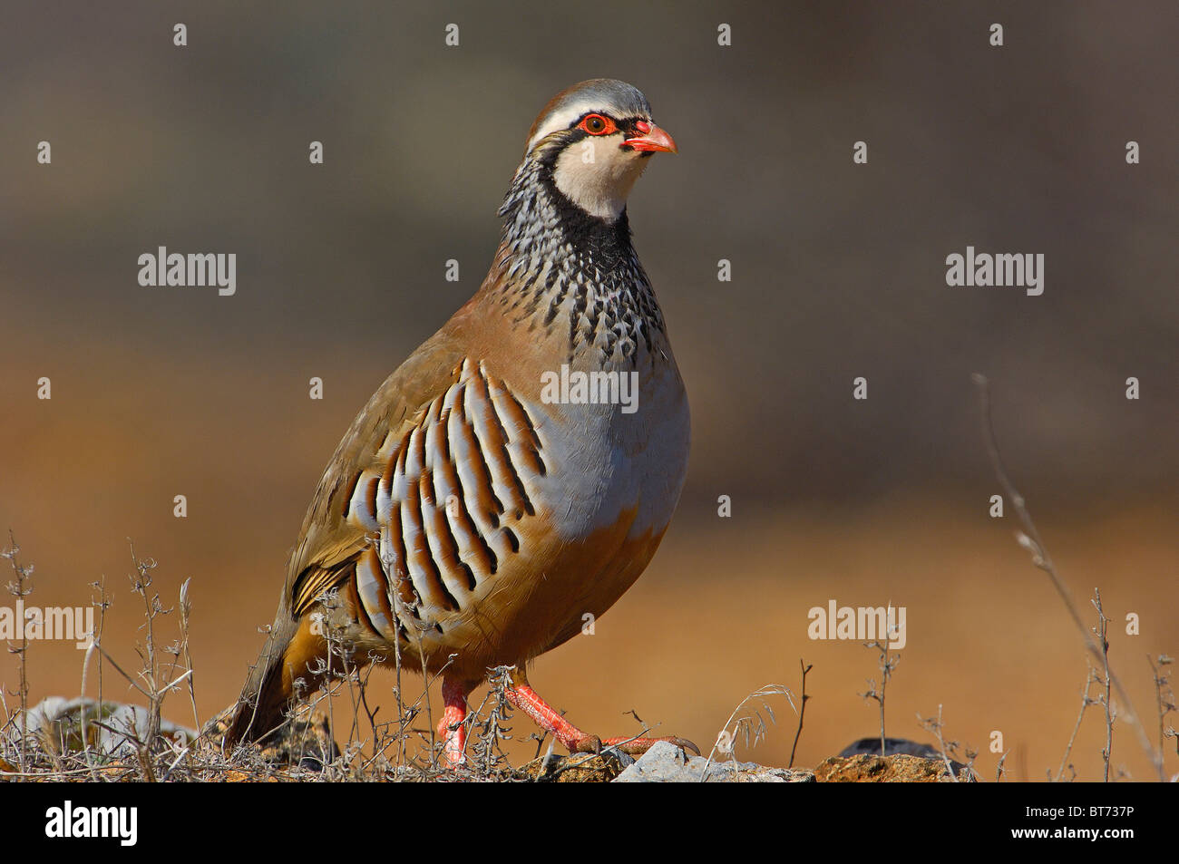 Red-legged Partridge (Alectoris rufa), Andalusia, Spain Stock Photo - Alamy