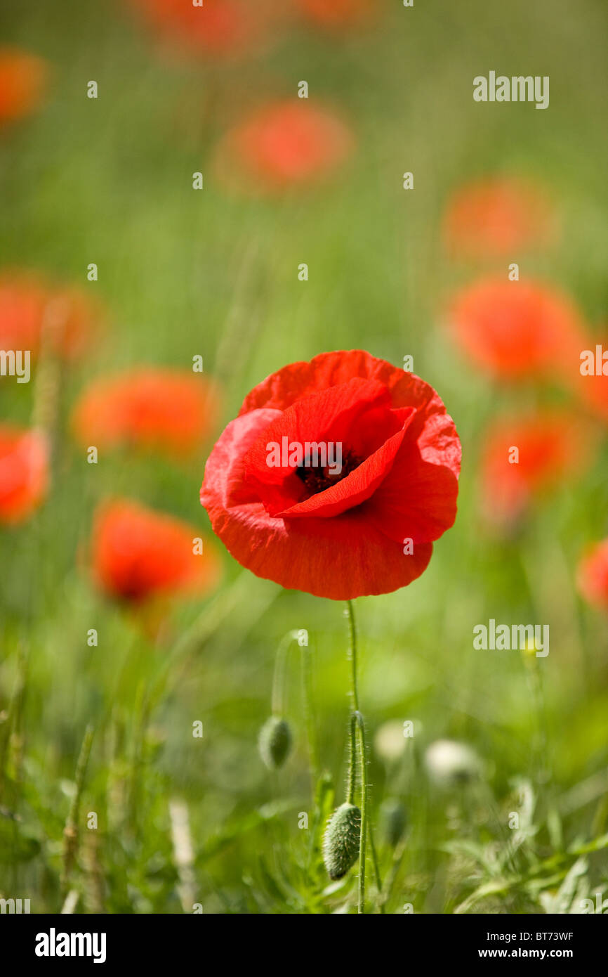 A red poppy flower Stock Photo - Alamy