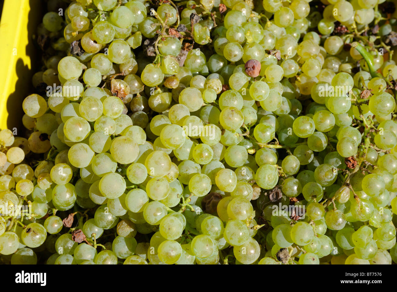 Italy, Basilicata, Roccanova, grape harvest, white grapes close up ...