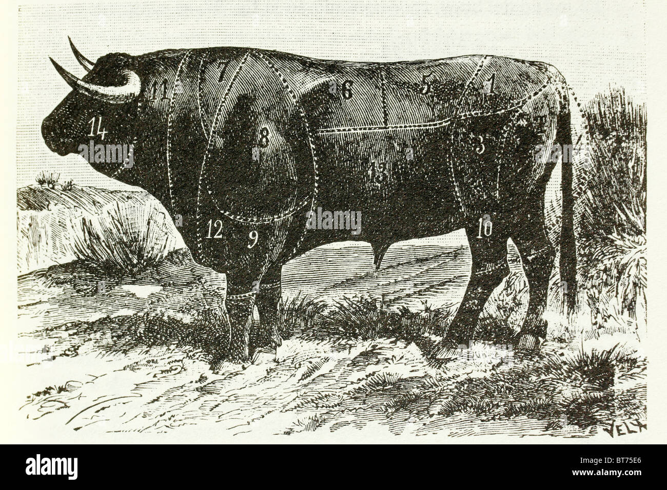 Bull. Antique illustration. 1892 Stock Photo - Alamy