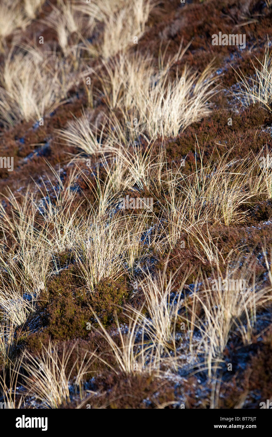 Heather and grass hi-res stock photography and images - Alamy
