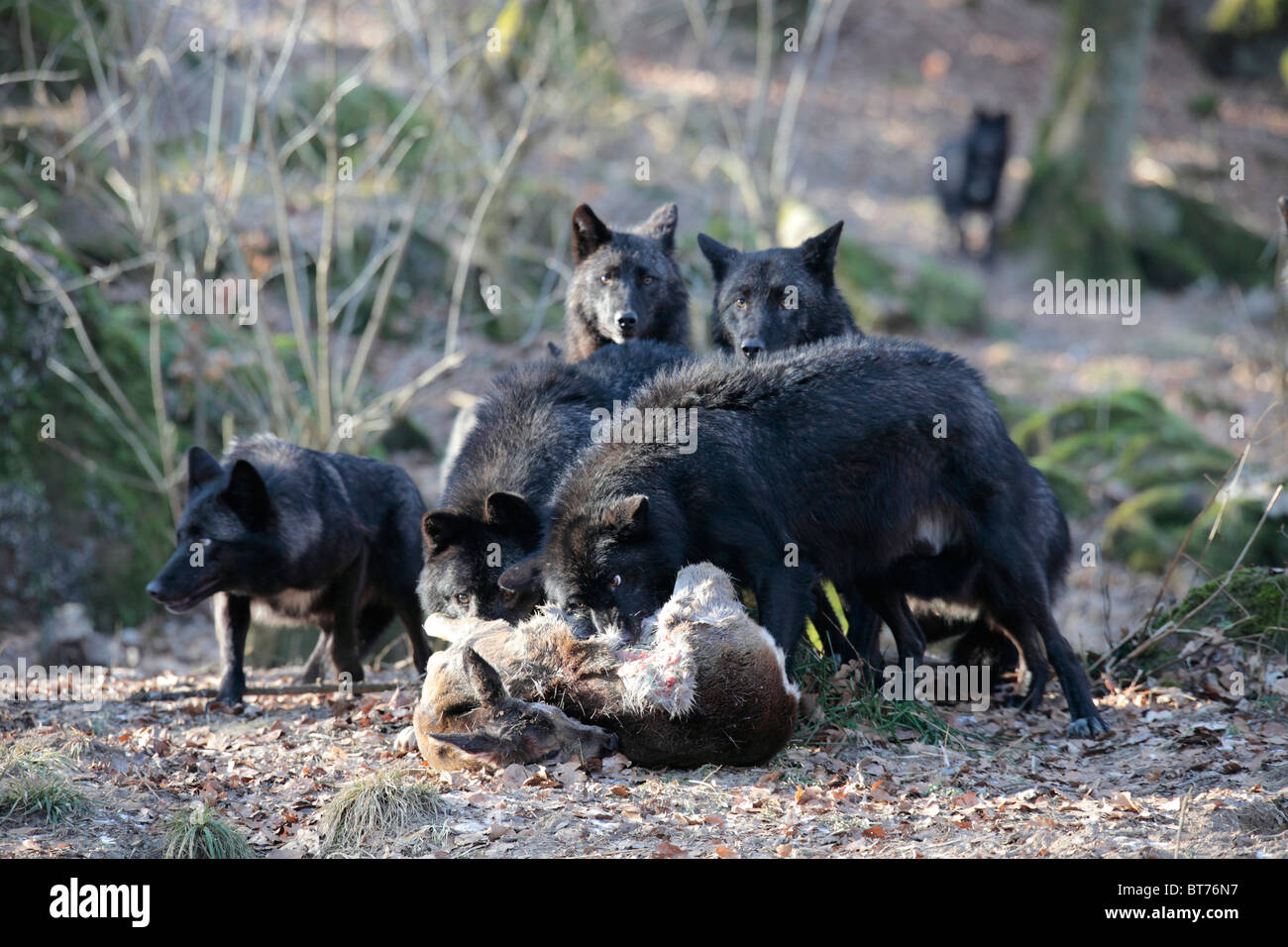 Eastern Timber Wolves (Canis lupus lycaon), black type Stock Photo - Alamy
