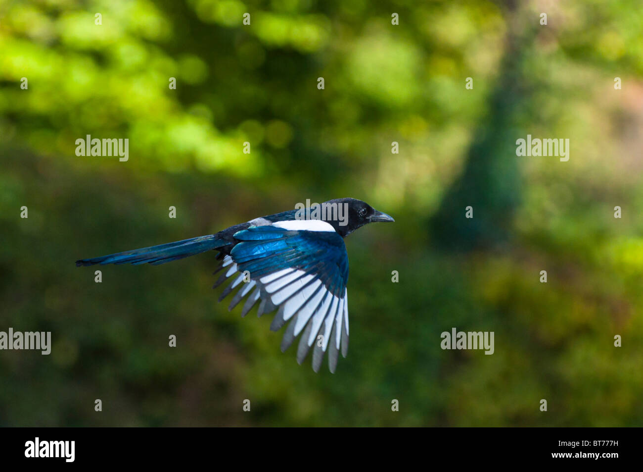European magpie in flight in Worcestshire, UK Stock Photo - Alamy