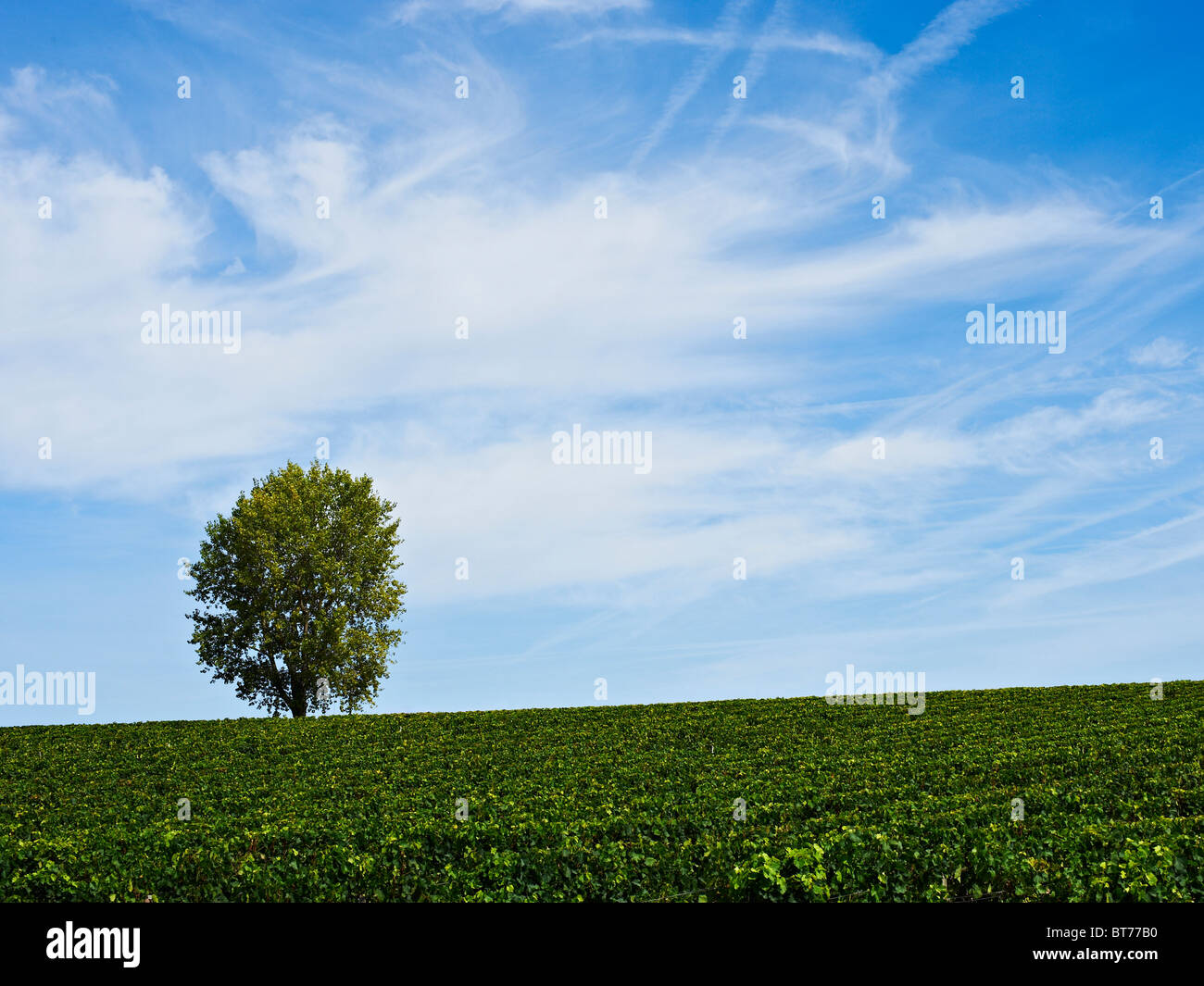 Bordeaux france vineyard hi-res stock photography and images - Alamy