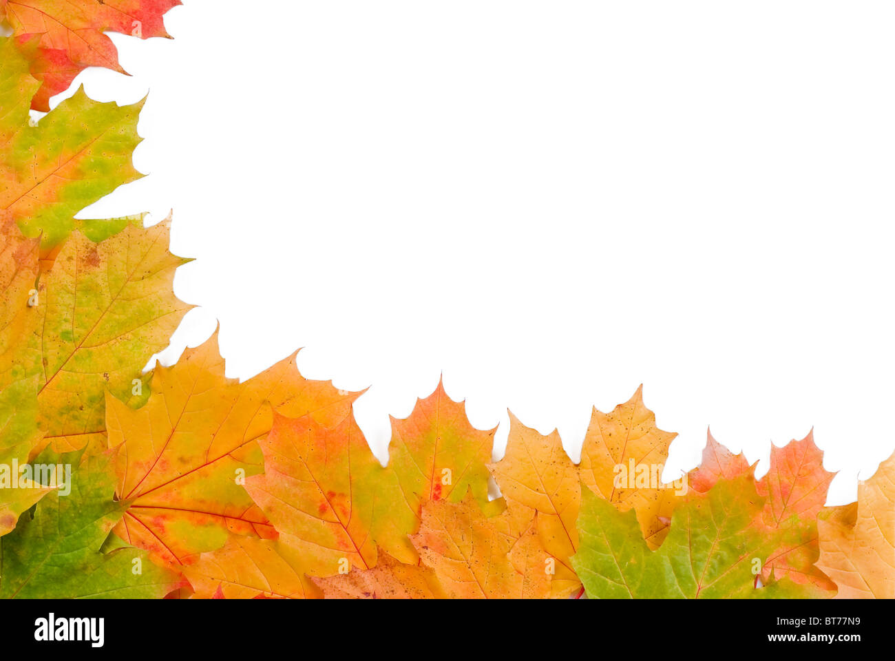 Fall autumn leaves on white background - isolated Stock Photo - Alamy