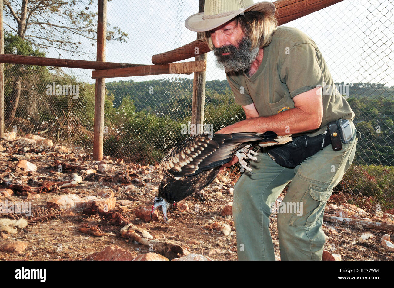 Egyptian vulture (Neophron percnopterus Stock Photo - Alamy