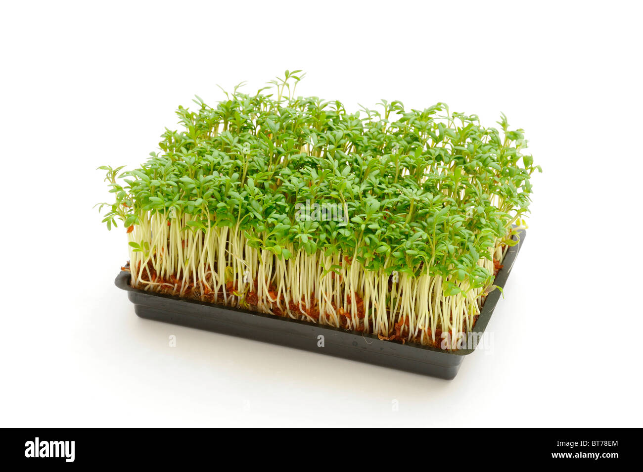Tray of cress hi-res stock photography and images - Alamy