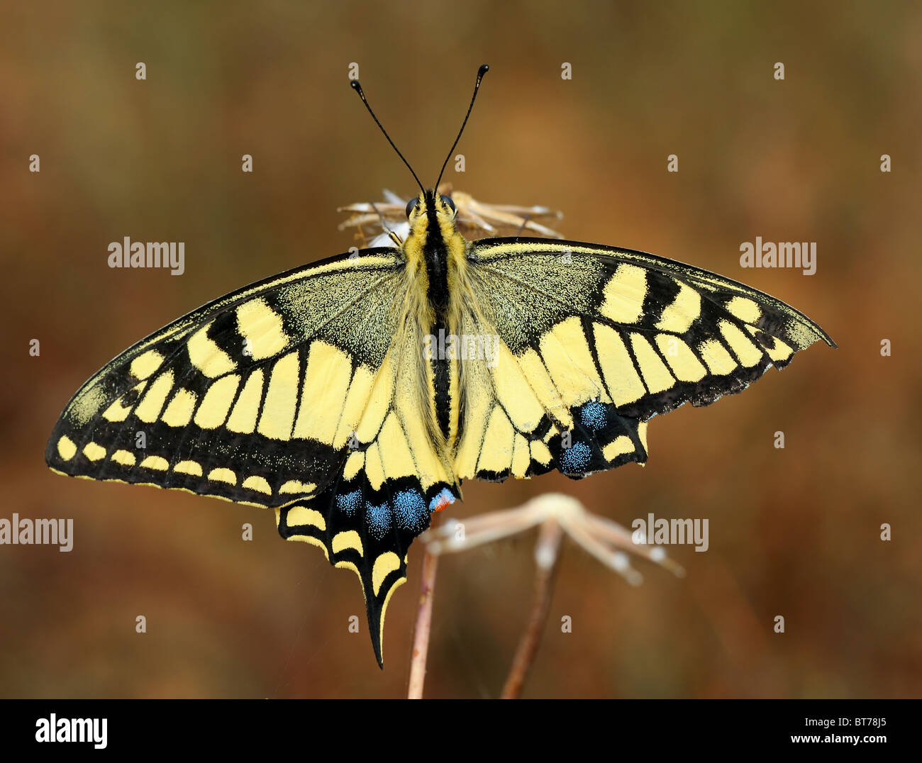 Butterfly damaged wing hi-res stock photography and images - Alamy