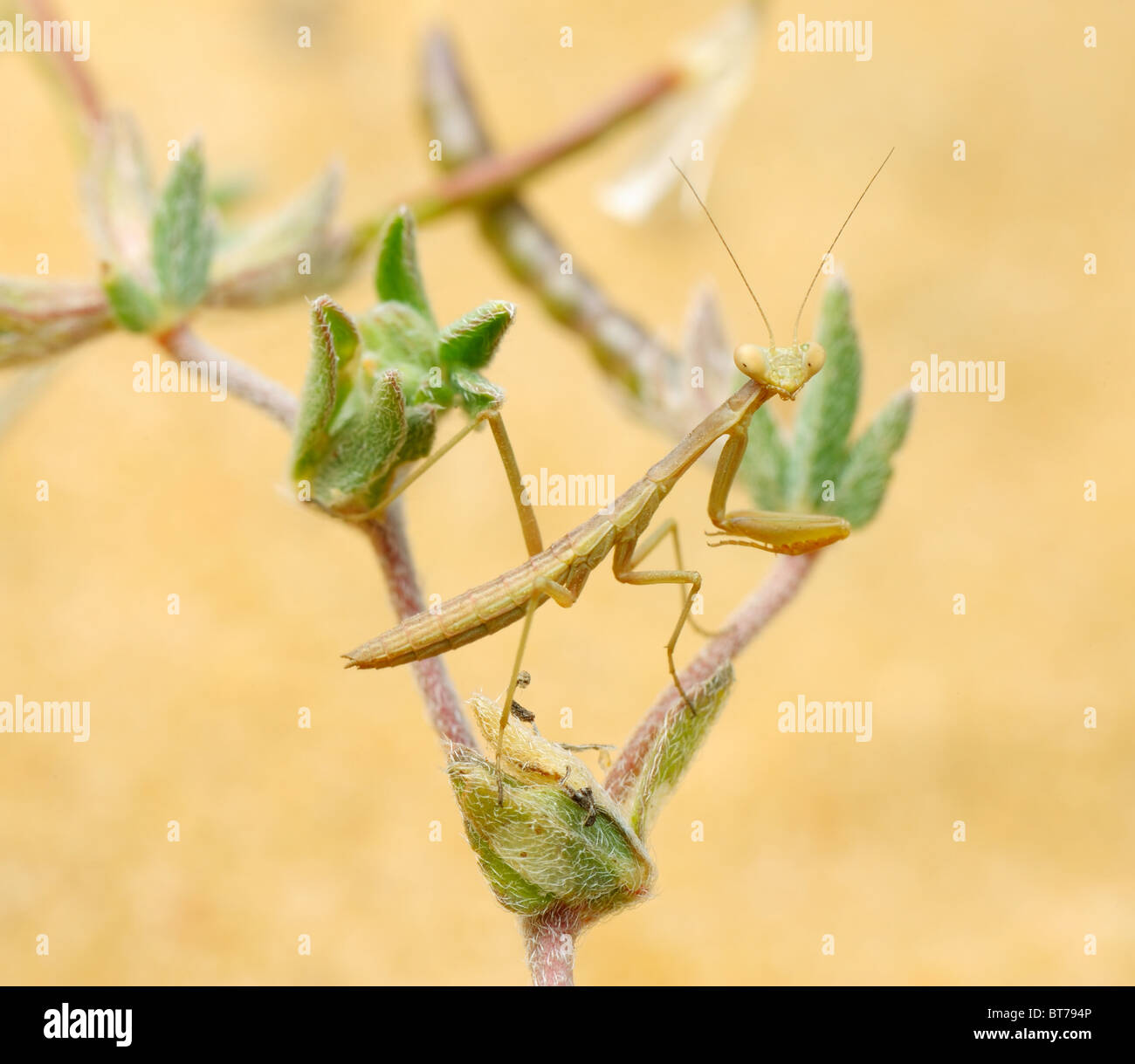 Yellow mantis hi-res stock photography and images - Alamy
