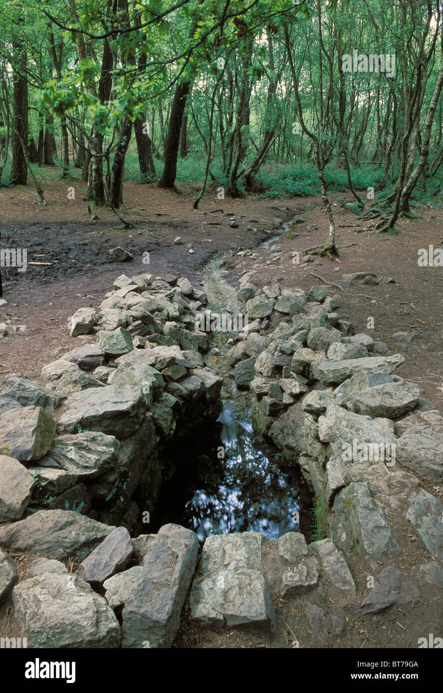 France, Brittany, Ille et Vilaine, Paimpont forest, Broceliande ...