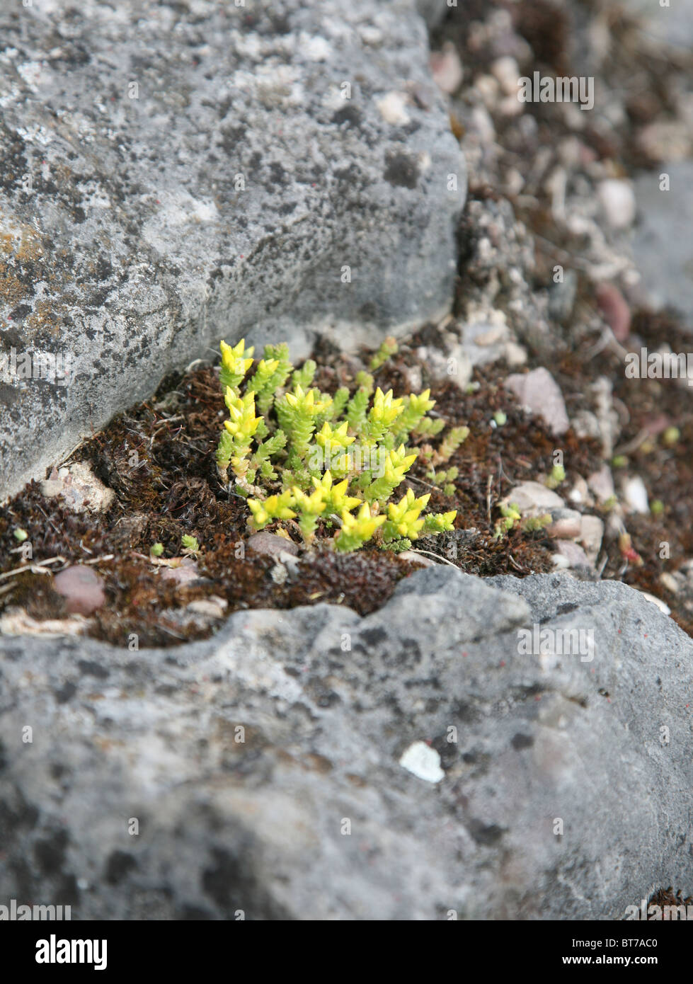 A yellow flowered Lance-leaf Stonecrop (Sedum lanceolatum Stock Photo ...