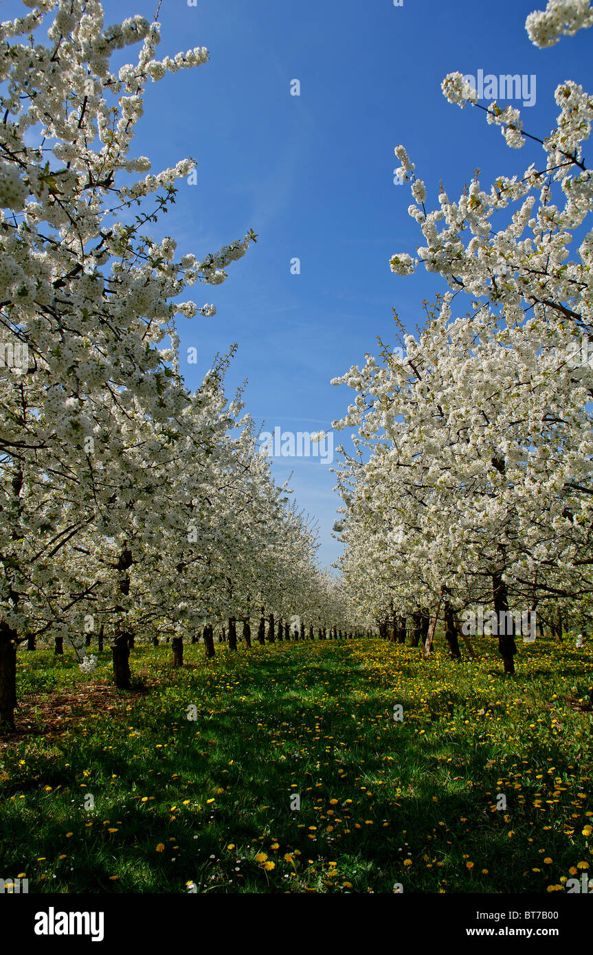 Blossoming cherry trees of a cherry plantation, Weissenohe, Middle ...