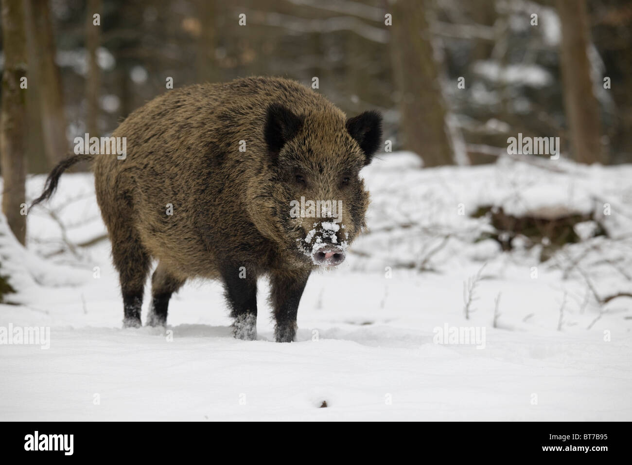 Wild Boar (Sus scrofa) in winter Stock Photo - Alamy