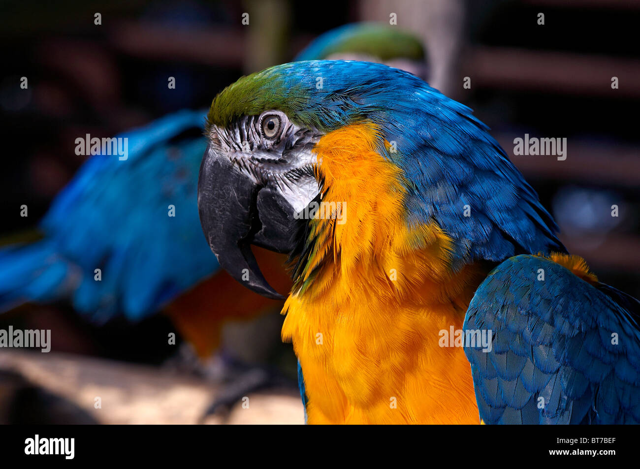 The colourful head of a parrot Stock Photo - Alamy