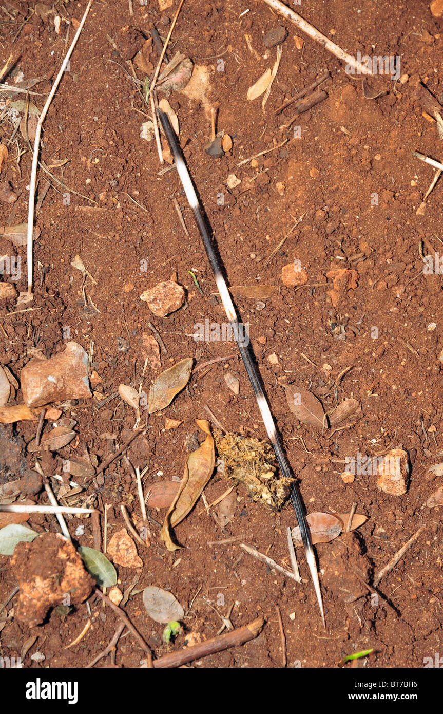 Porcupine quills hi-res stock photography and images - Alamy