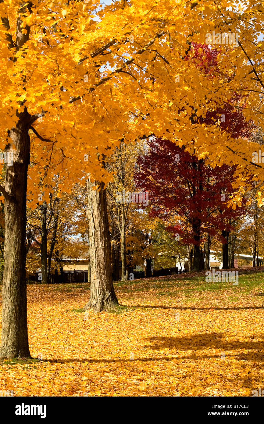 Canada autumn trees hi-res stock photography and images - Alamy