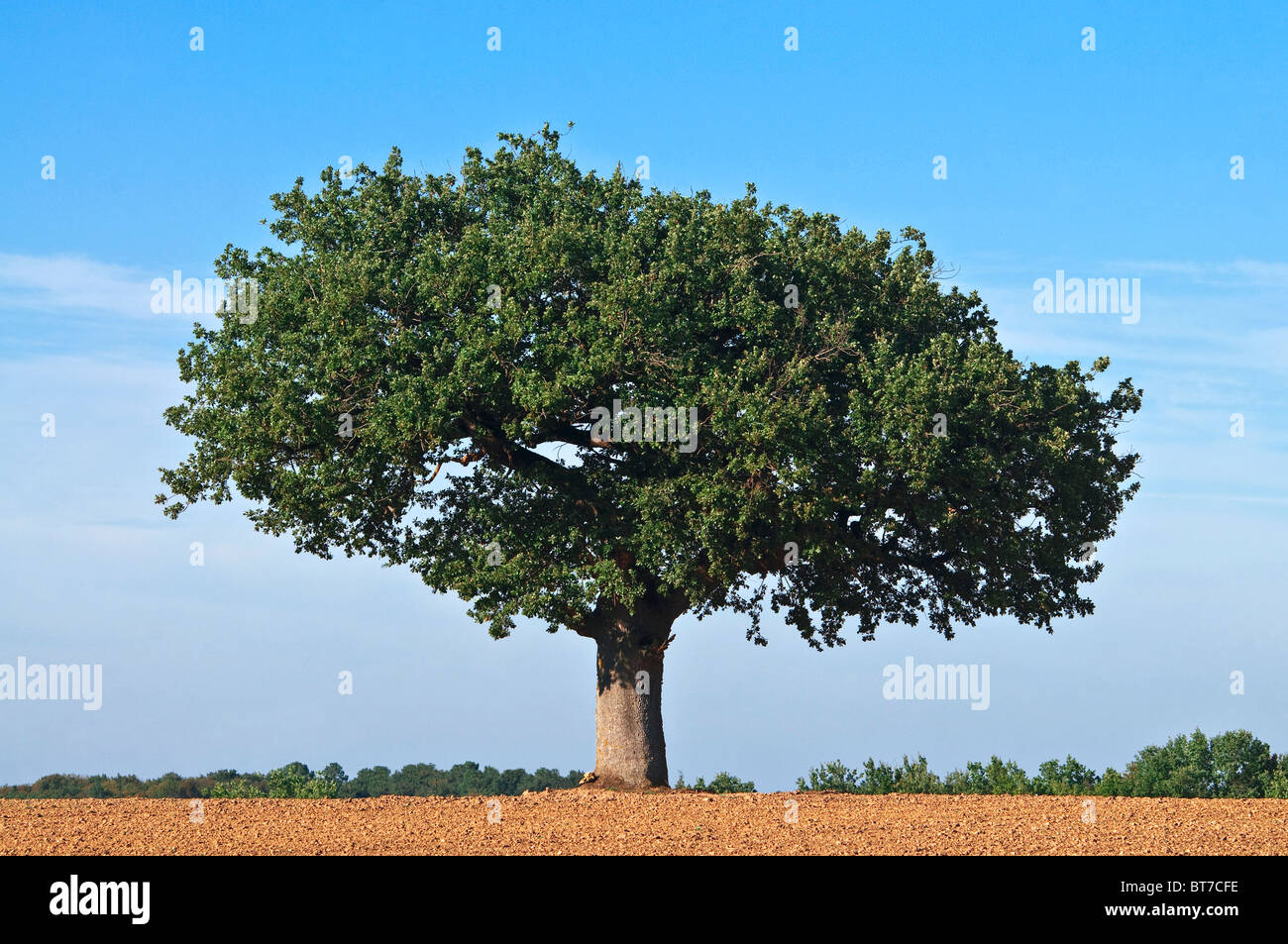 Walnut tree in middle of farmland - France Stock Photo - Alamy