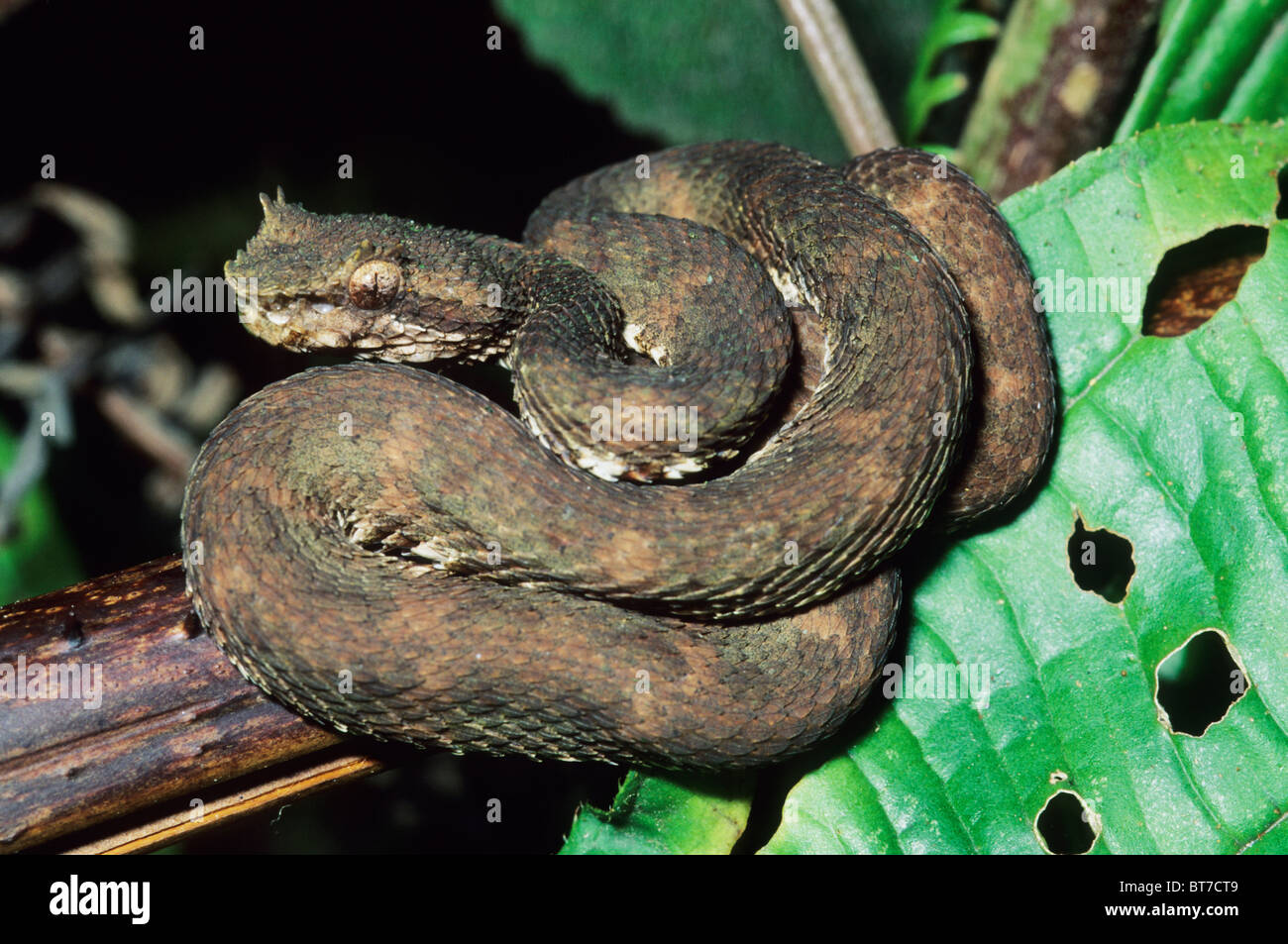 Coiled eyelash viper hi-res stock photography and images - Alamy