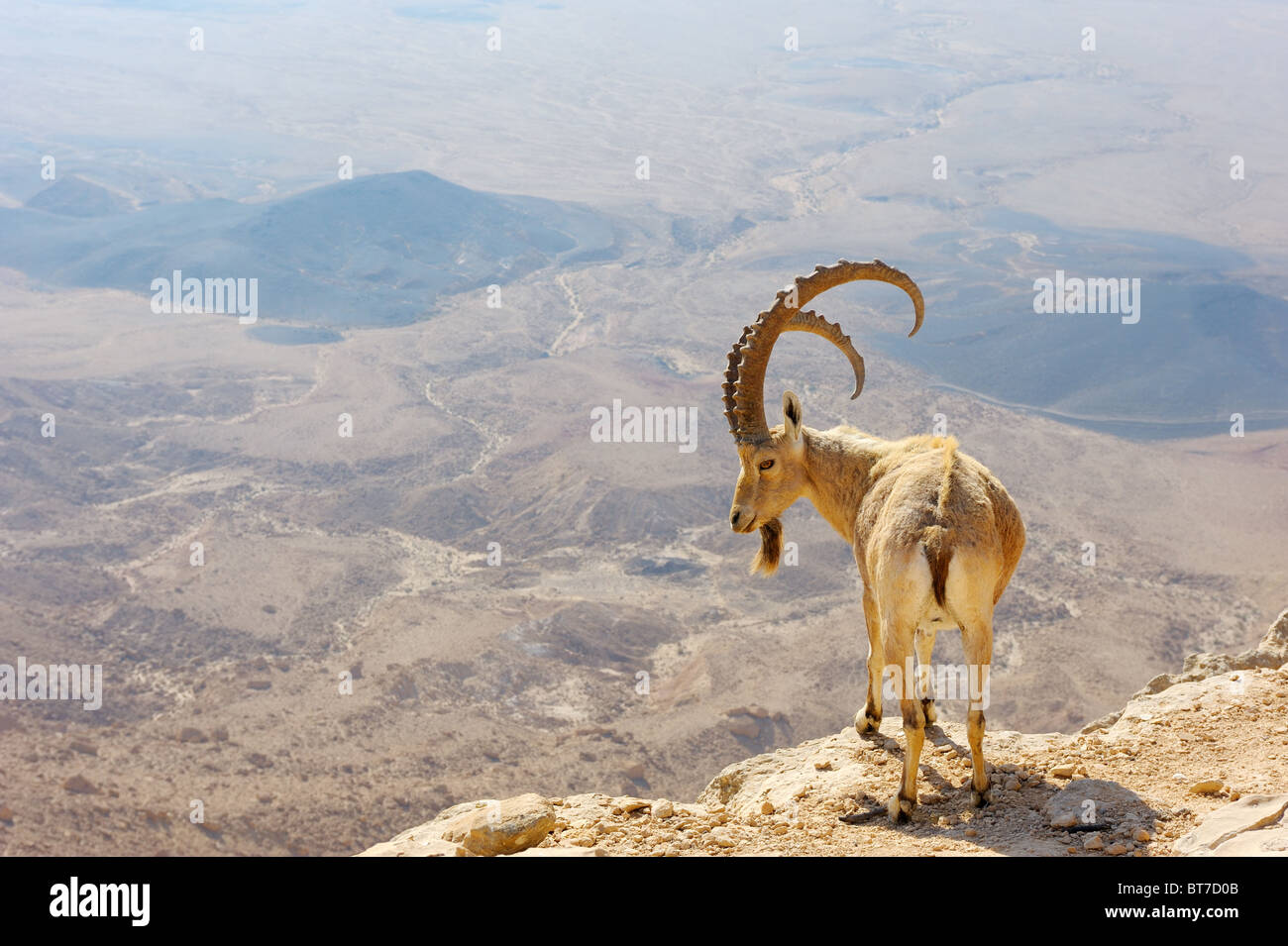 mountain goats at Makhtesh Ramon Stock Photo - Alamy