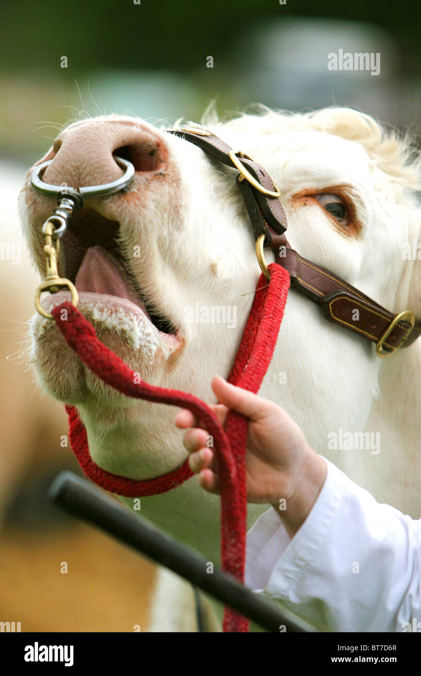 Showrings hi-res stock photography and images - Alamy