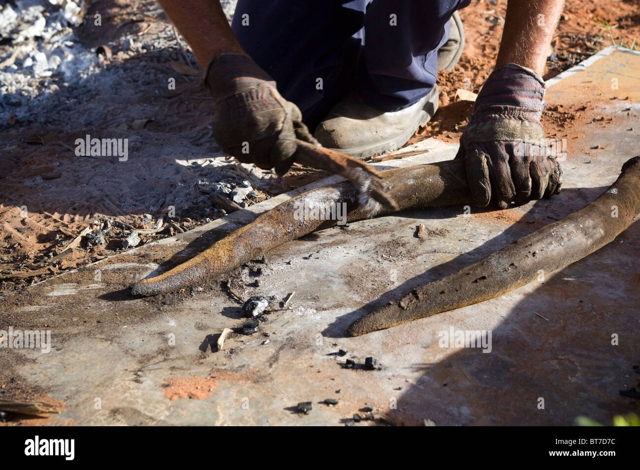 Tail kangaroo hi-res stock photography and images - Alamy