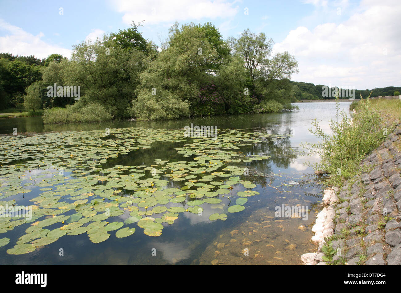 Water lily pads bathpool kidsgrove hi-res stock photography and images ...