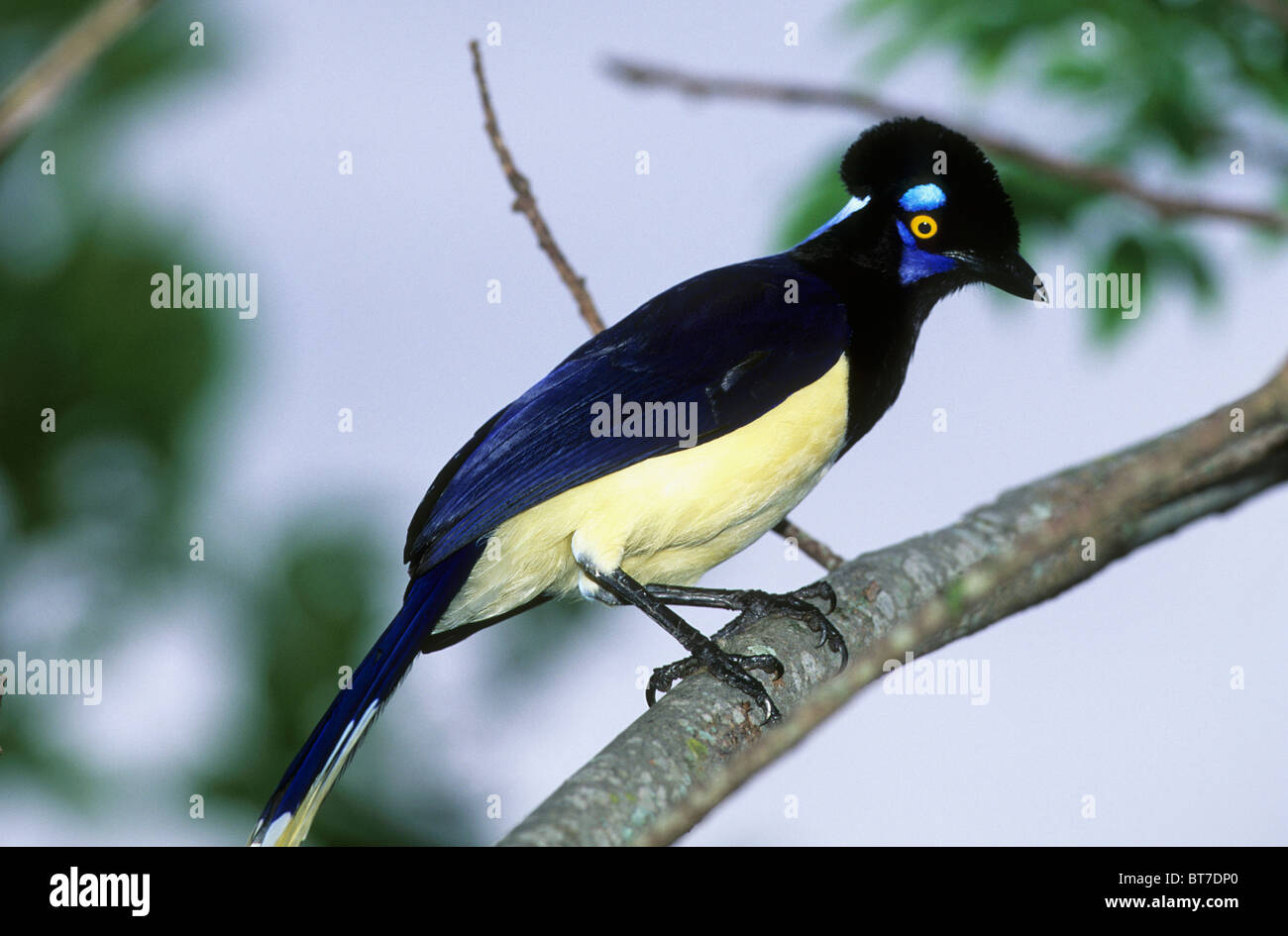 Plush-crested Jay, (Cyanocorax chrysops), Iguacu National Park, Brazil ...