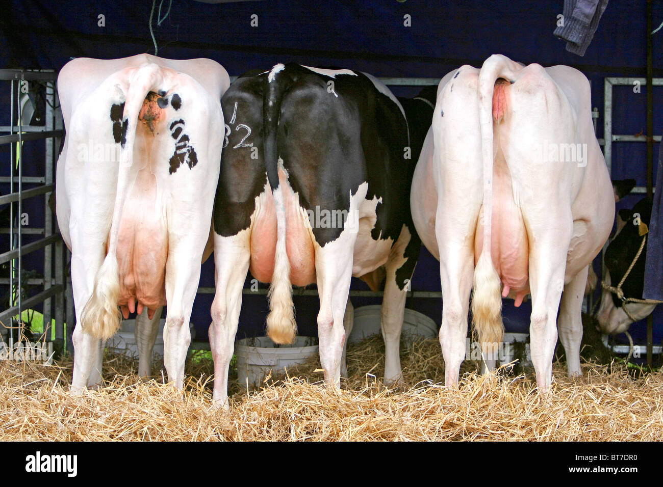 Farm show .Angus Scotland Stock Photo - Alamy