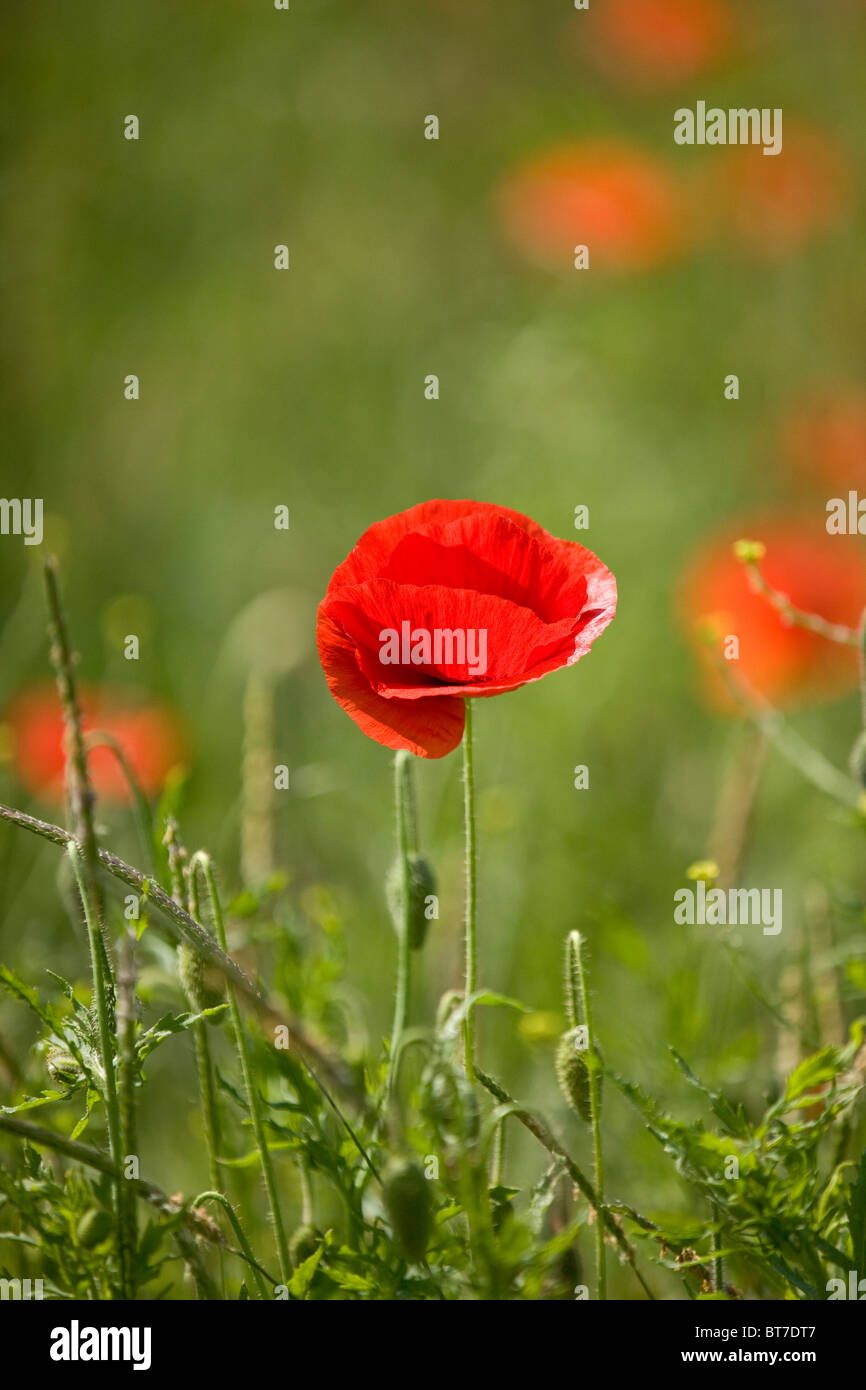 A red poppy flower Stock Photo - Alamy