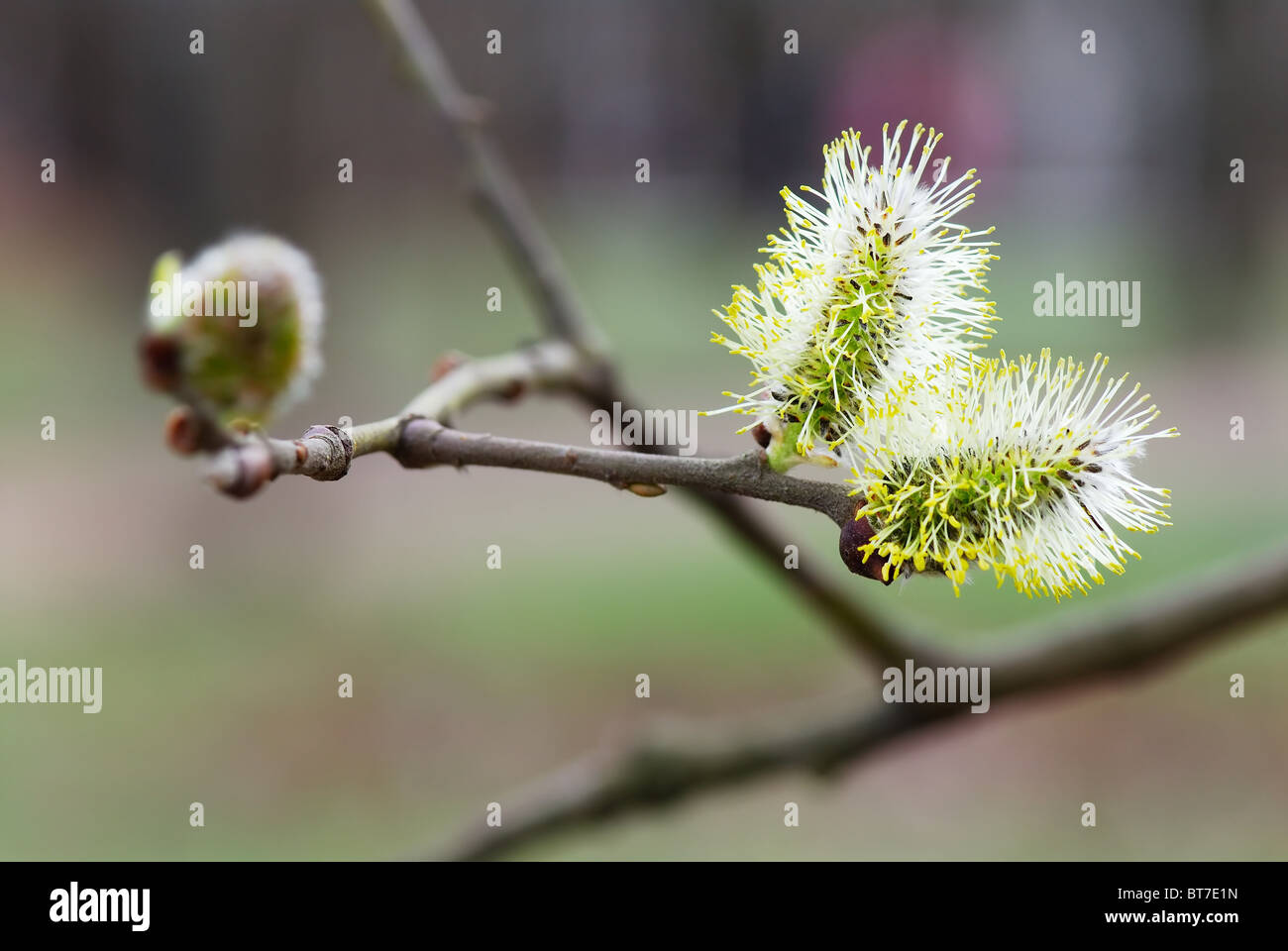 First flowers of Spring Stock Photo - Alamy