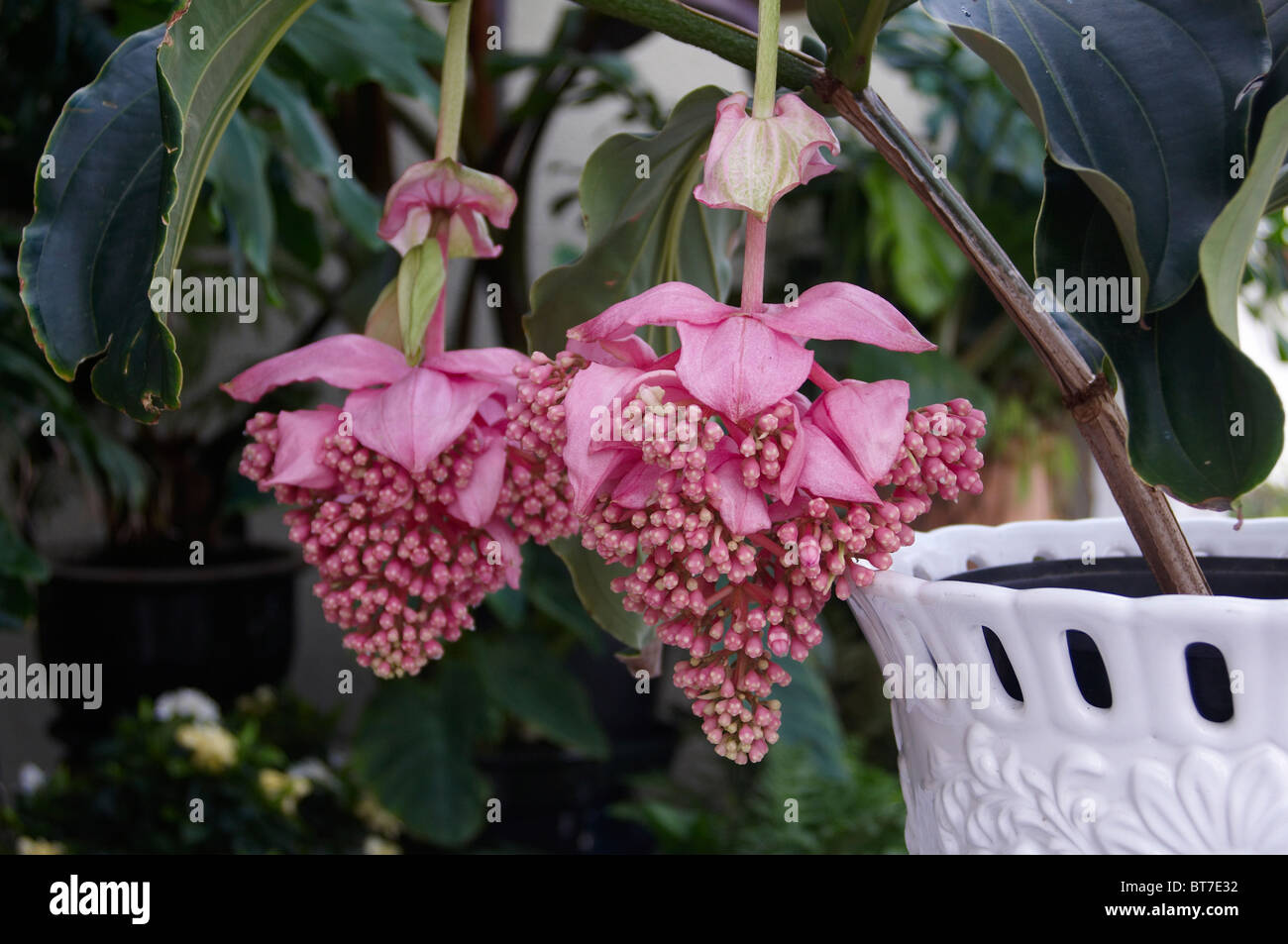 Medinilla magnifica hi-res stock photography and images - Alamy