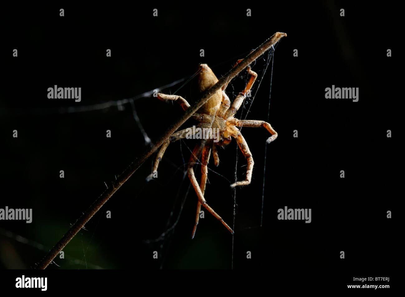 big spider on black background with beautiful light Stock Photo - Alamy