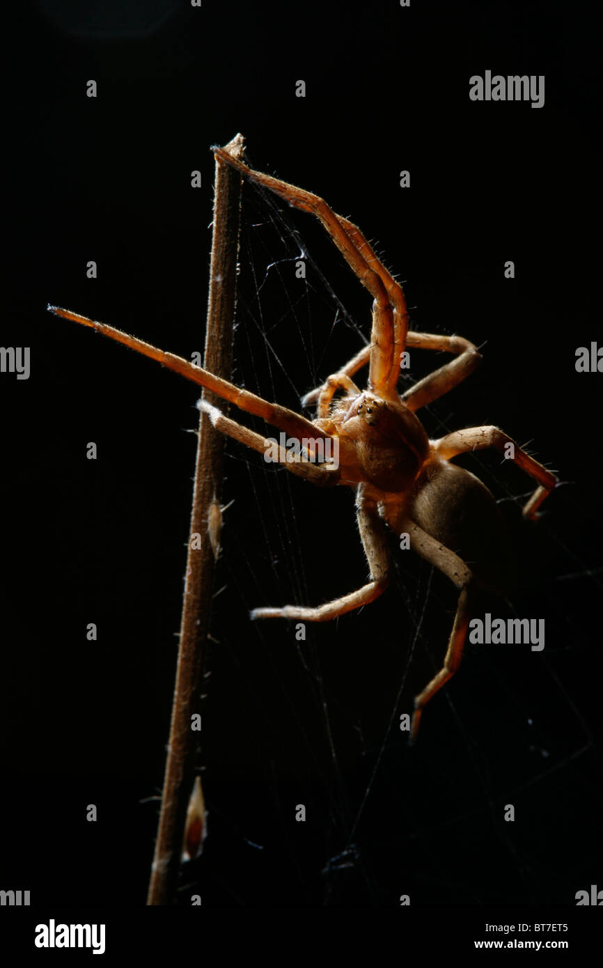 big spider on black background with beautiful light Stock Photo - Alamy