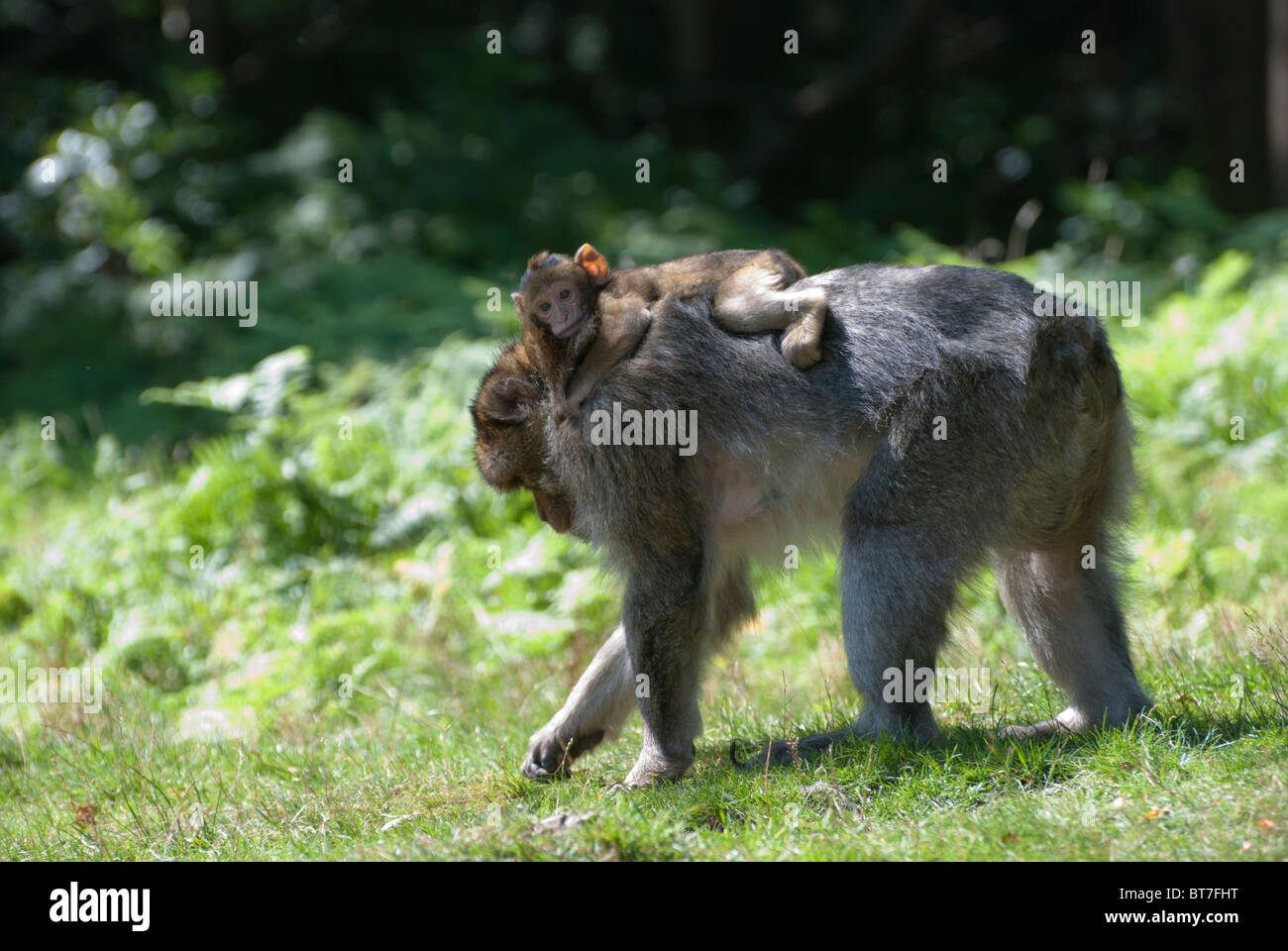 Barbary captive morocco hi-res stock photography and images - Alamy