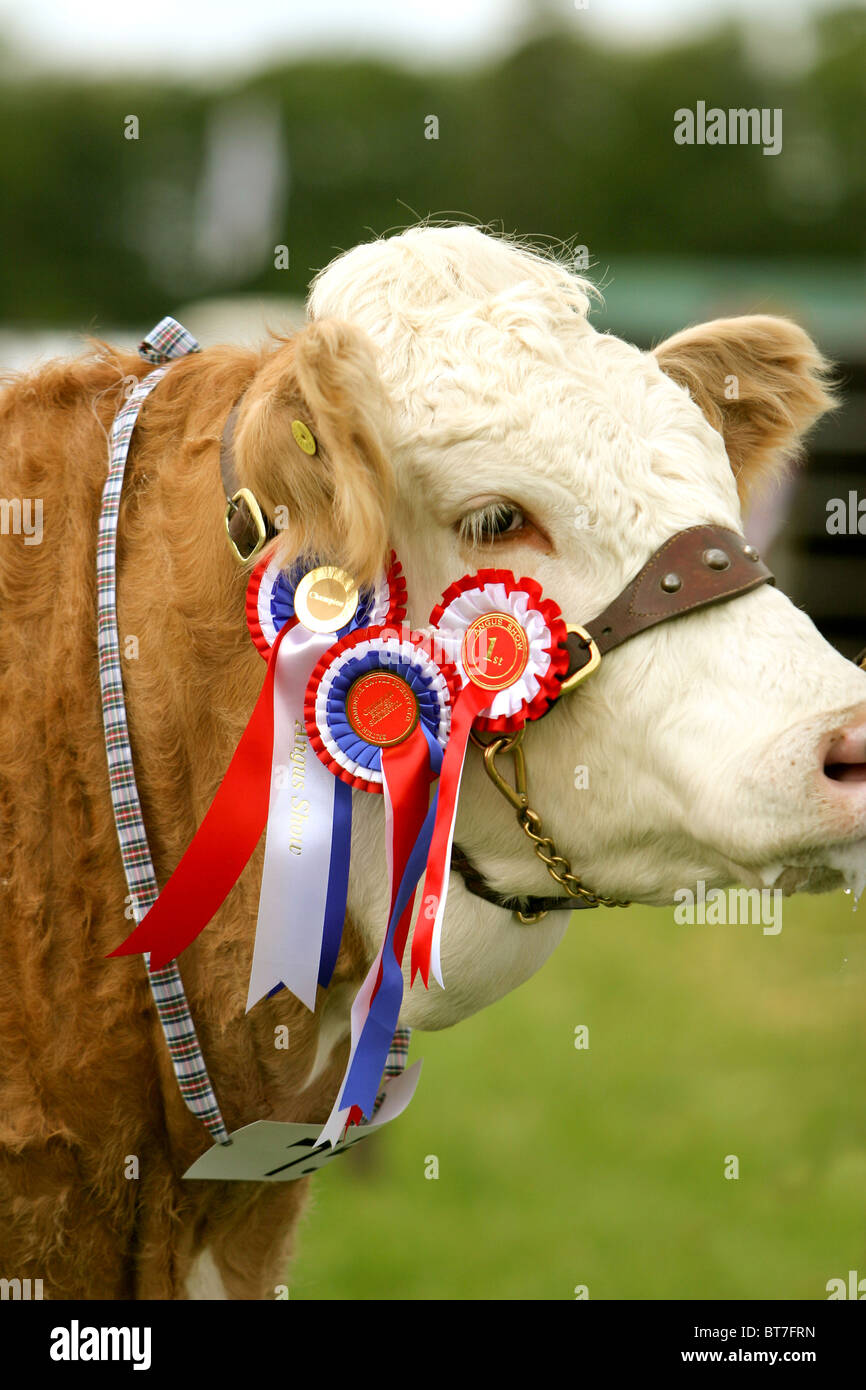 Winner rosettes. Farm show .Angus Scotland Stock Photo - Alamy
