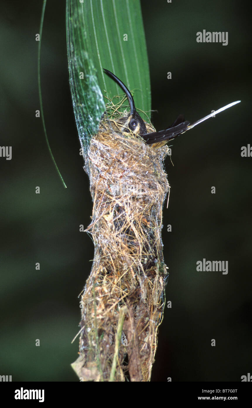 Long billed hermit hummingbirds hi-res stock photography and images - Alamy