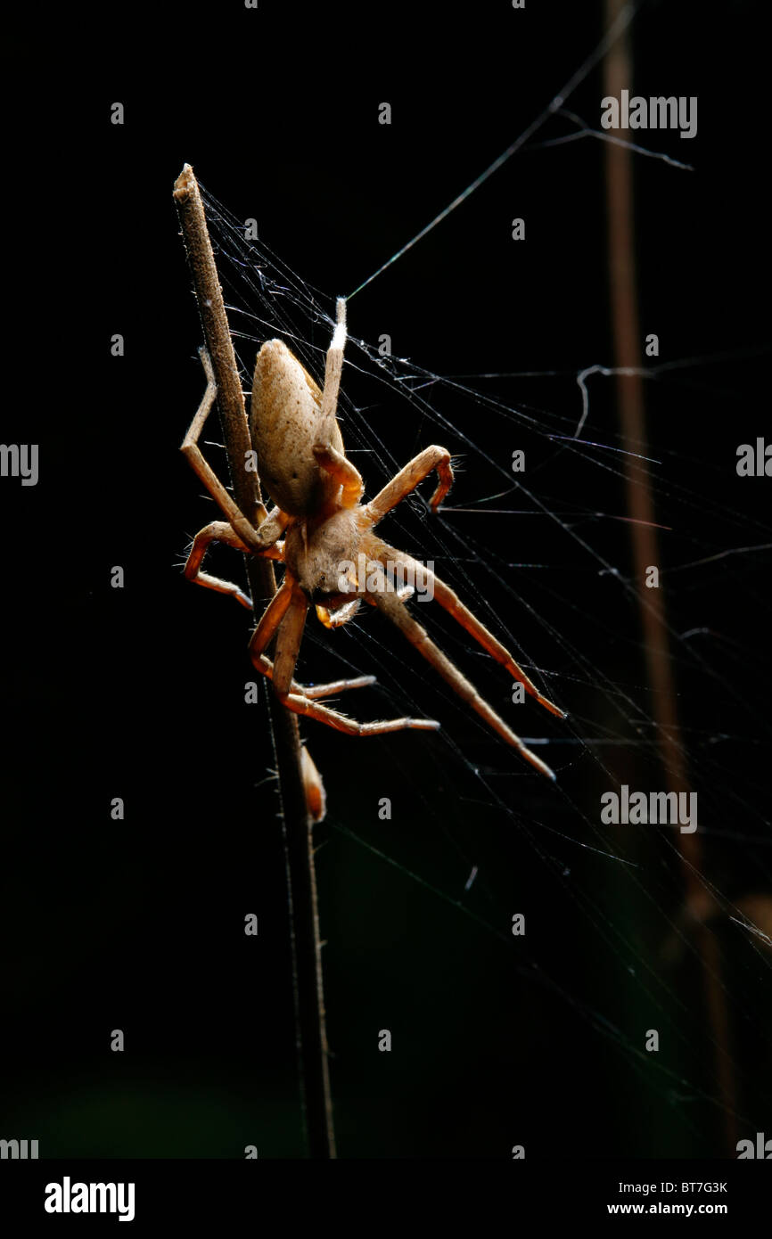 big spider on black background with beautiful light Stock Photo - Alamy