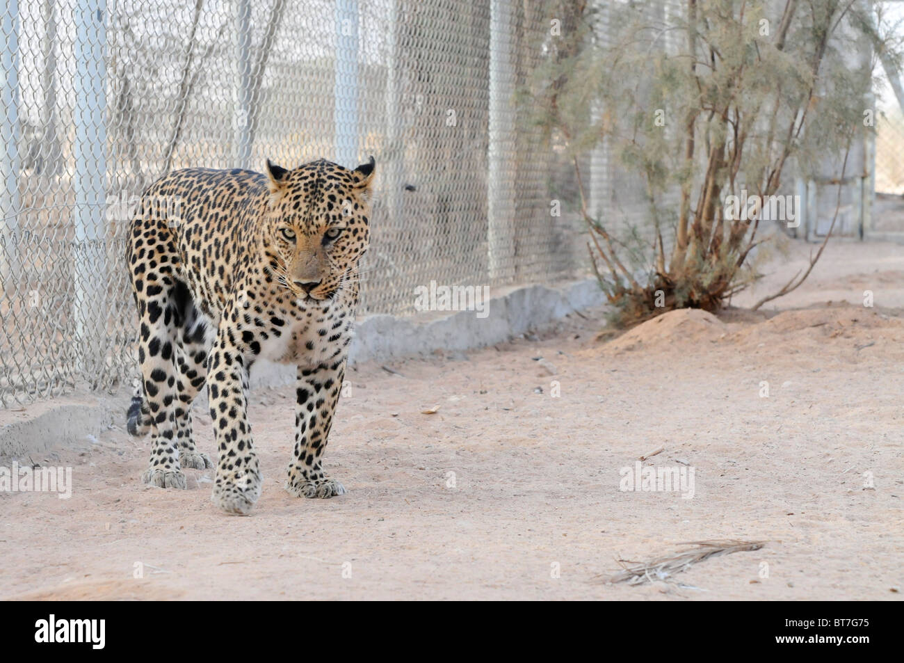 Israel, Aravah, The Yotvata Hai-Bar Nature Reserve breeding and ...