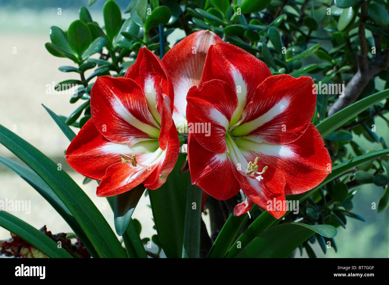 Close up picture of colourful flowering Amaryllis Stock Photo - Alamy