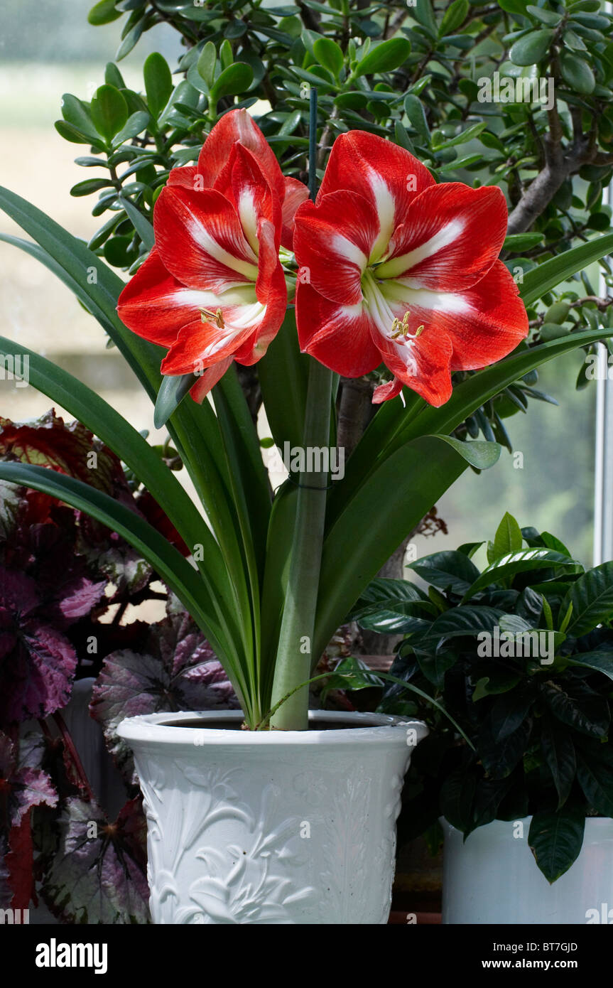 Close up picture of colourful flowering Amaryllis Stock Photo - Alamy