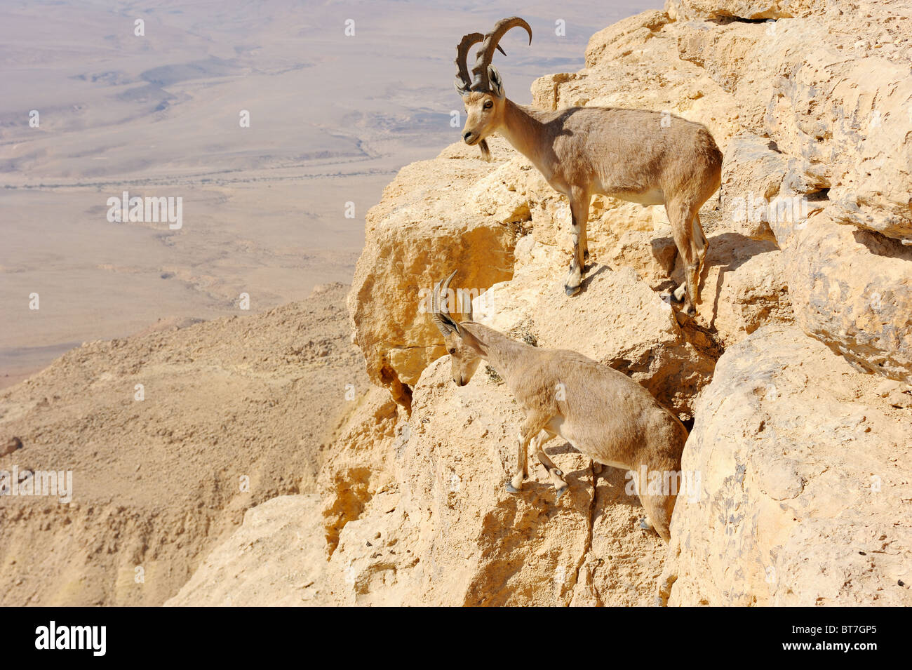 Goats middle east hi-res stock photography and images - Alamy