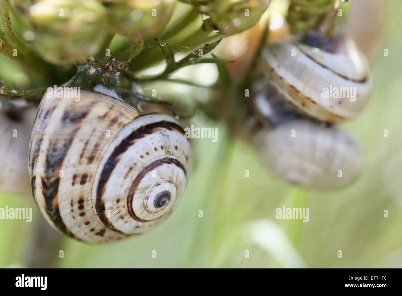 Snails Close up Stock Photo - Alamy