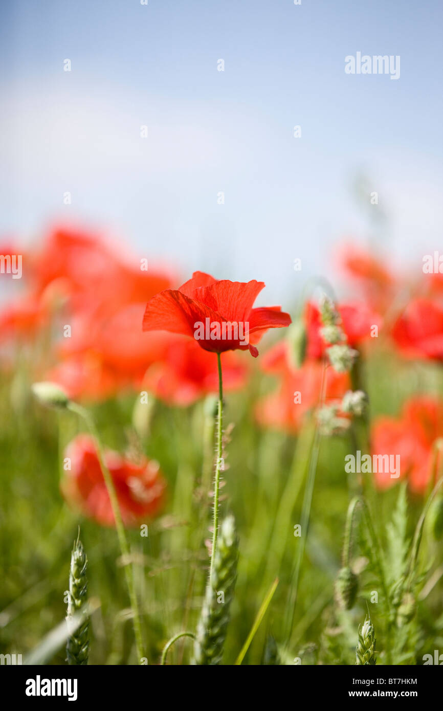 Red poppies in a field, one poppy in the foreground Stock Photo - Alamy