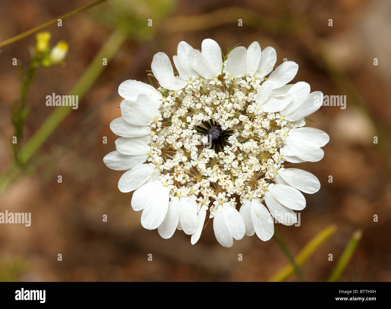 Flower of Israel Stock Photo - Alamy